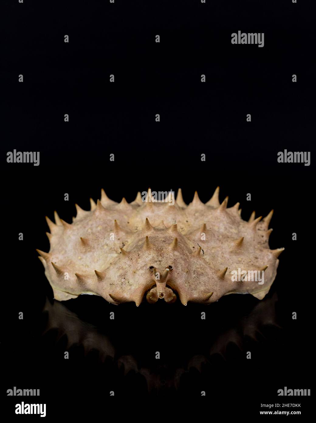 Photo of a spiked shell and a black background Stock Photo - Alamy