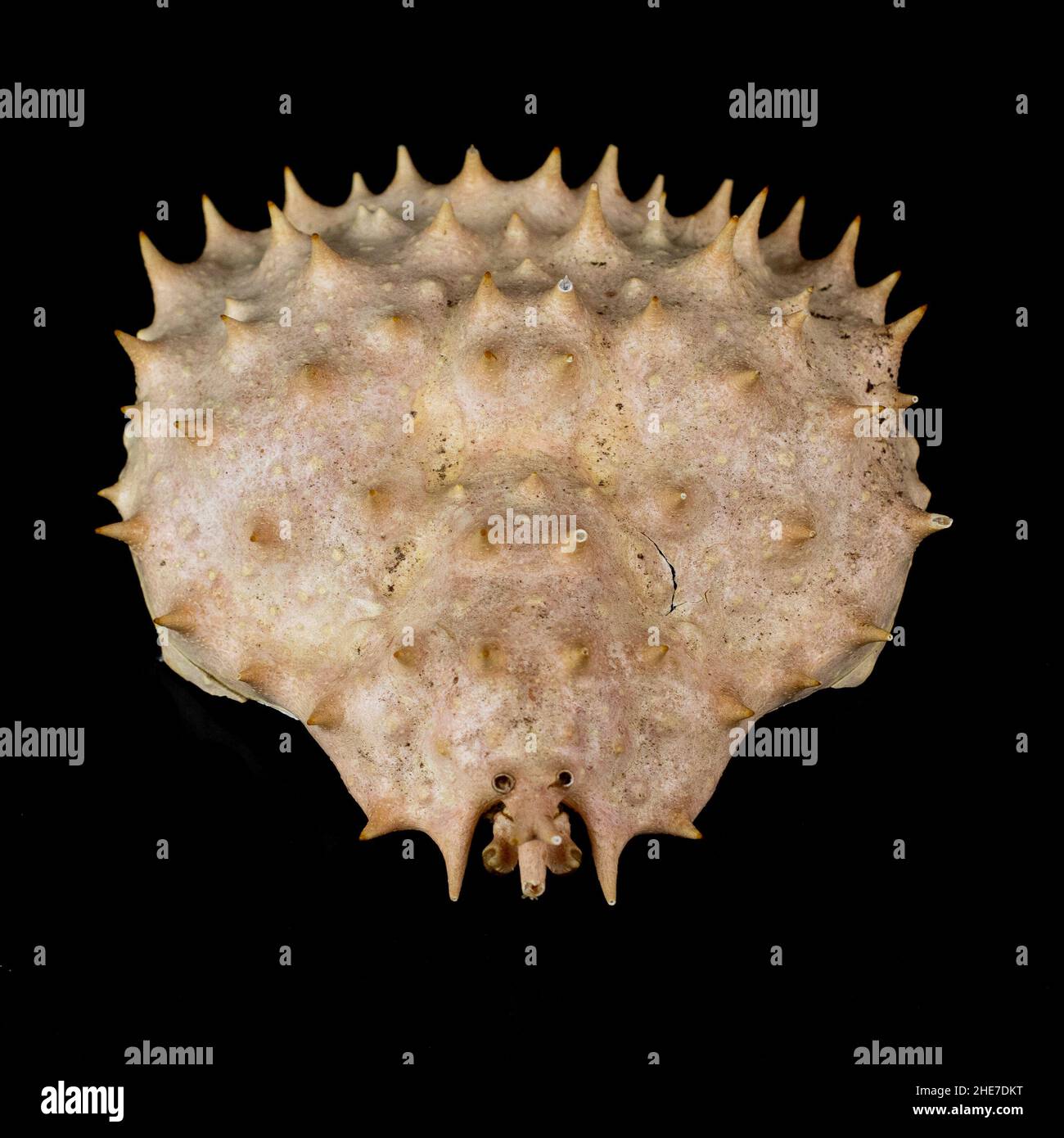 Photo of a spiked shell and a black background Stock Photo - Alamy