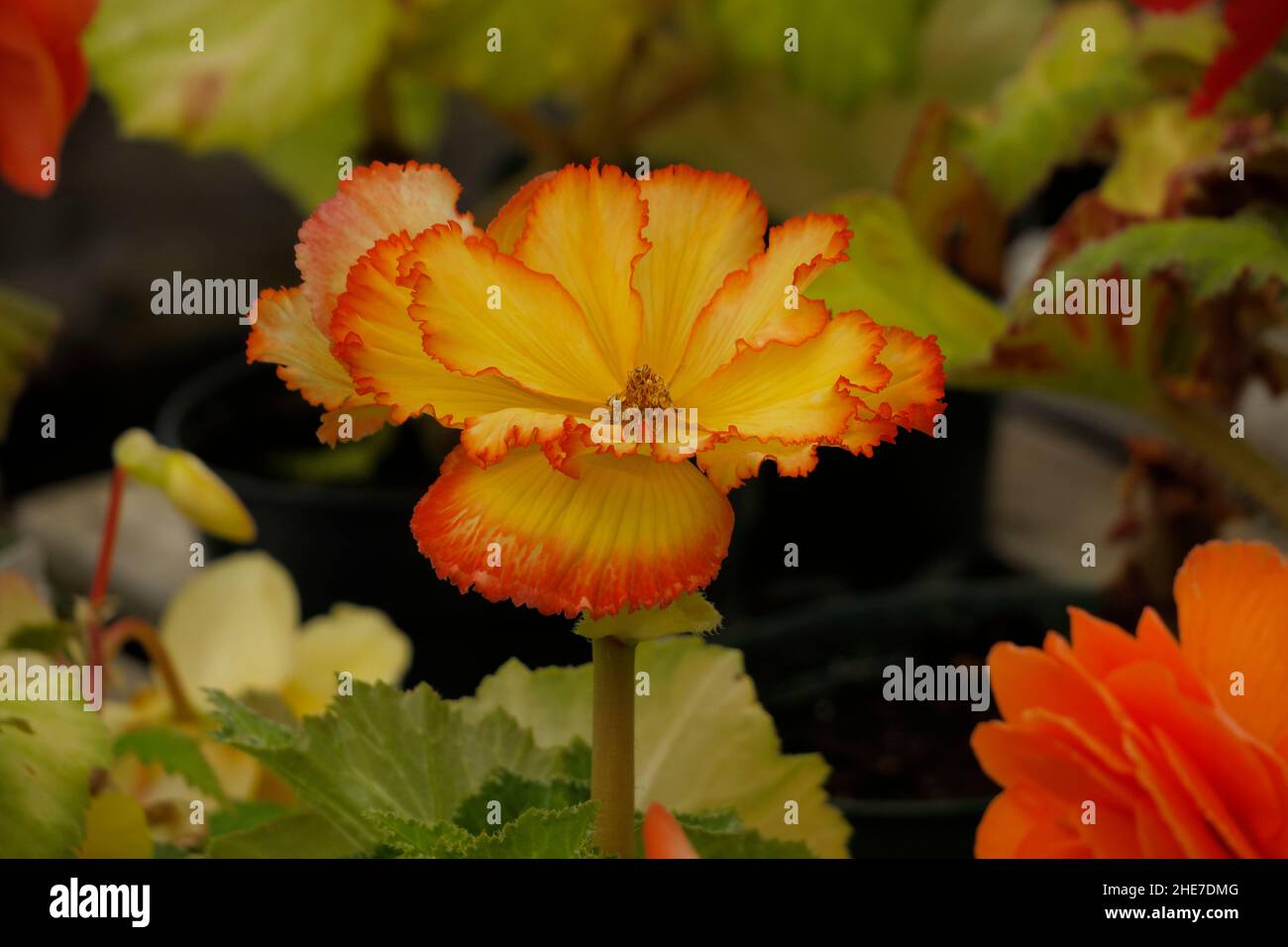 Yellow-Red Picotee Begonia, Golden, Sunburst, Sun Dancer, Yellow ...