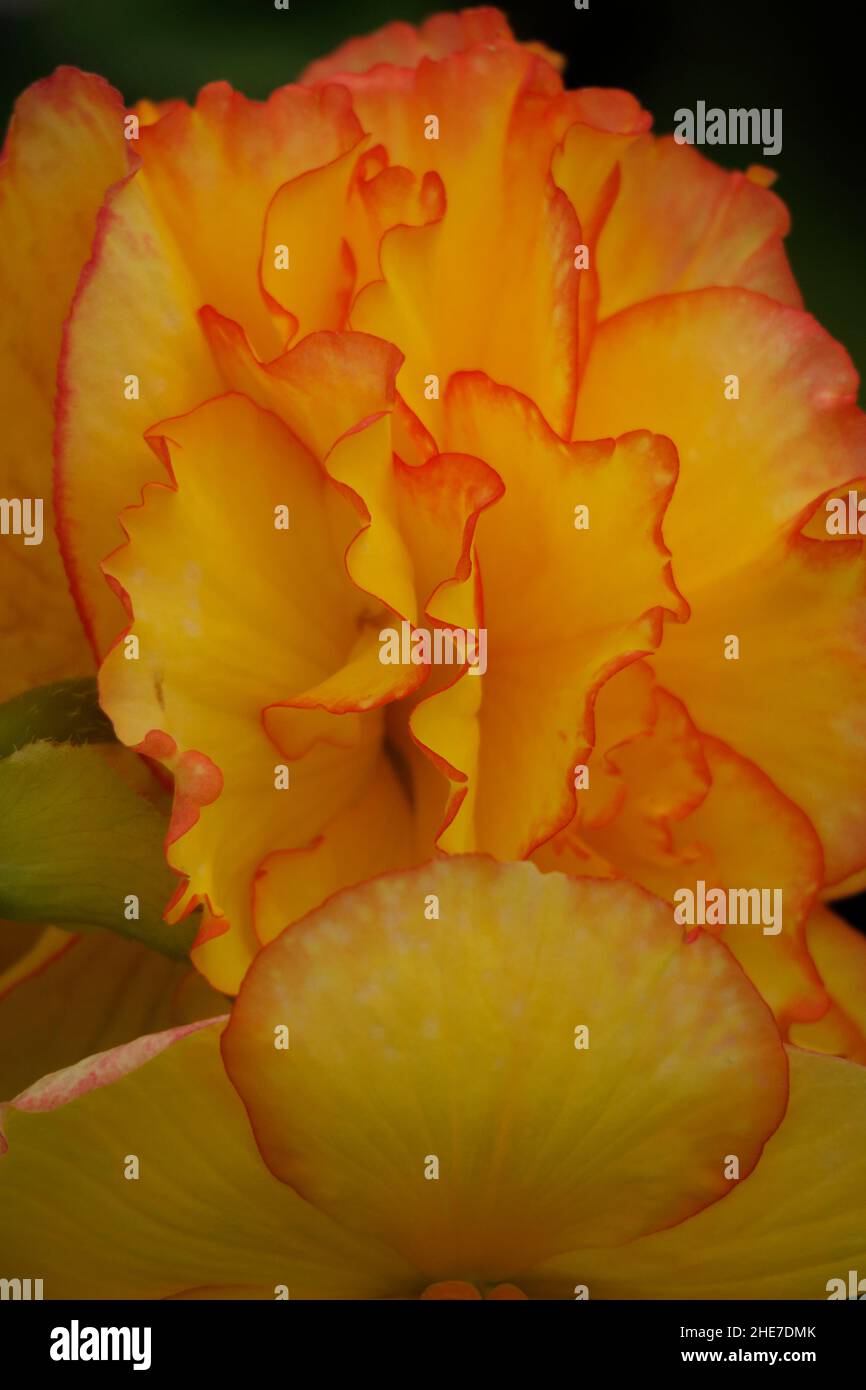 Yellow-Red Picotee Begonia, Golden, Sunburst, Sun Dancer, Yellow ...