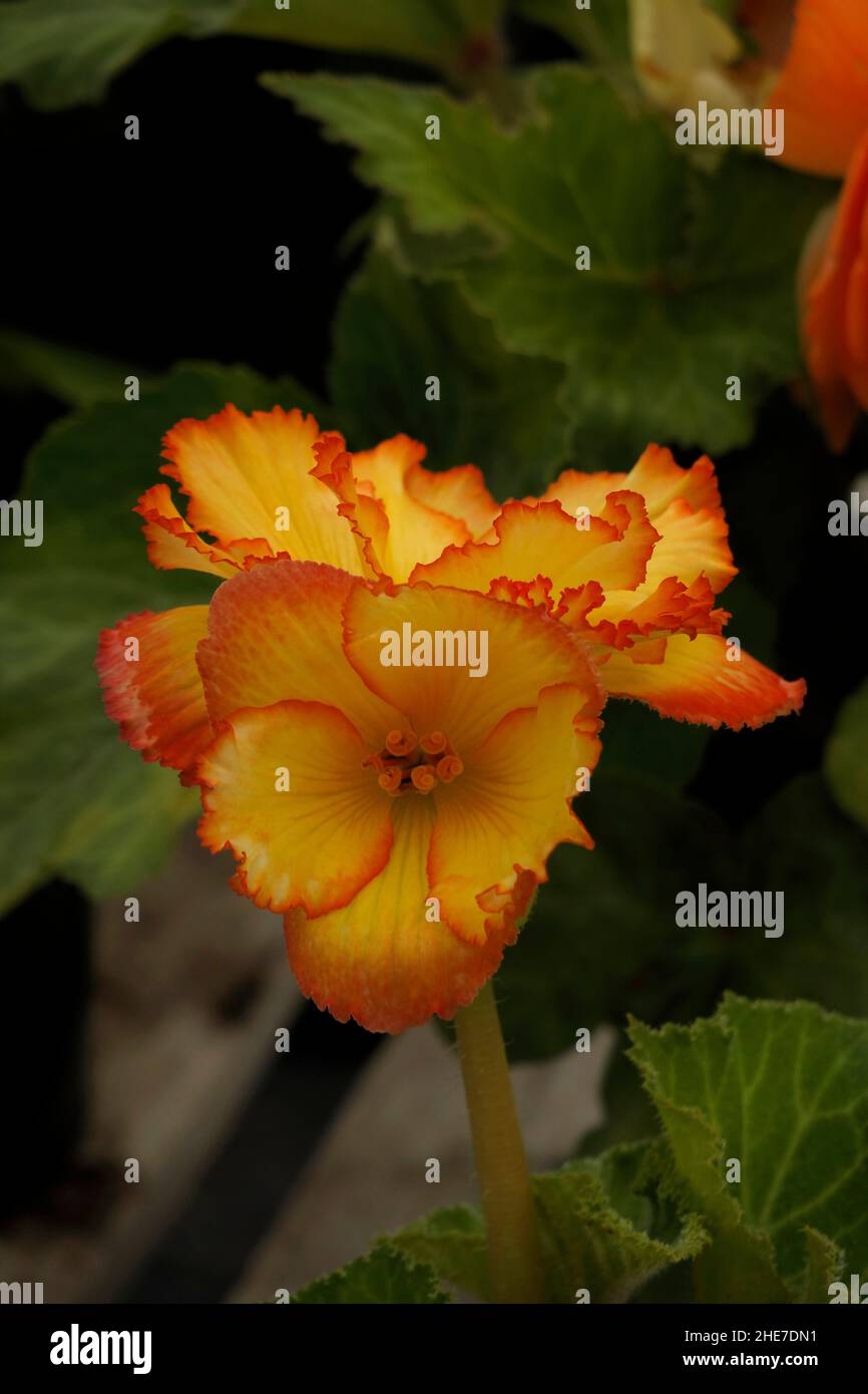 Begonia picotee sunburst hi-res stock photography and images - Alamy