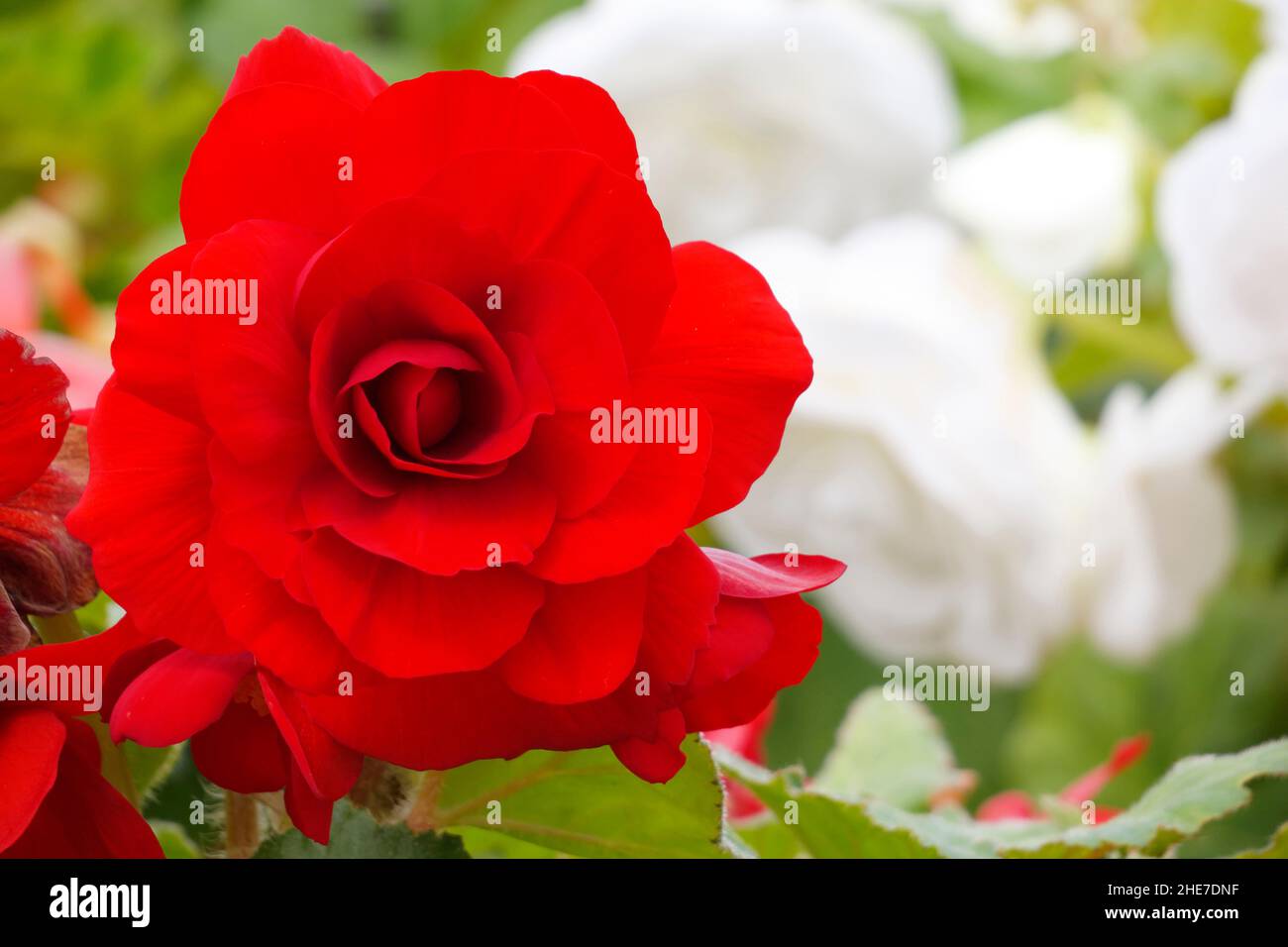 Red Begonia, Deep Red Tuberous Begonias, also called Non-Stop, Double ...