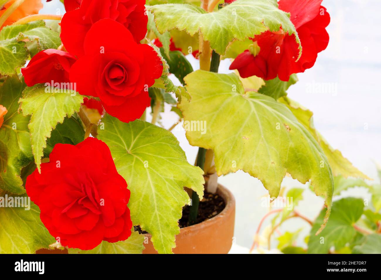 Nonstop deep rose begonia hi-res stock photography and images - Alamy