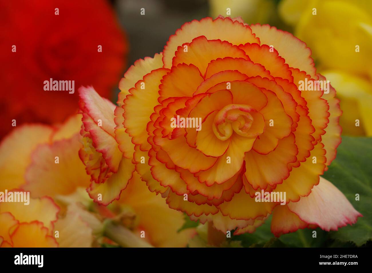 Golden picotee tuberous begonia hi-res stock photography and images - Alamy