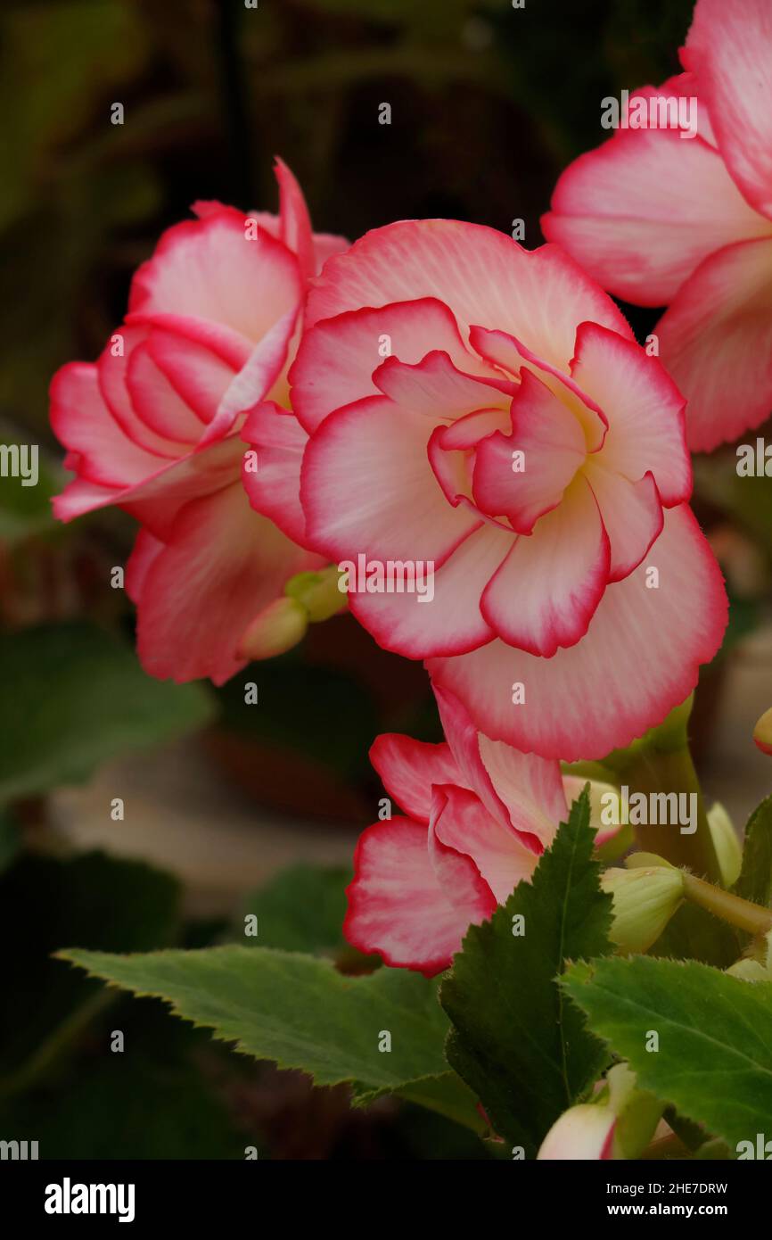 Rose Picotee Begonia High Resolution Stock Photography and Images - Alamy