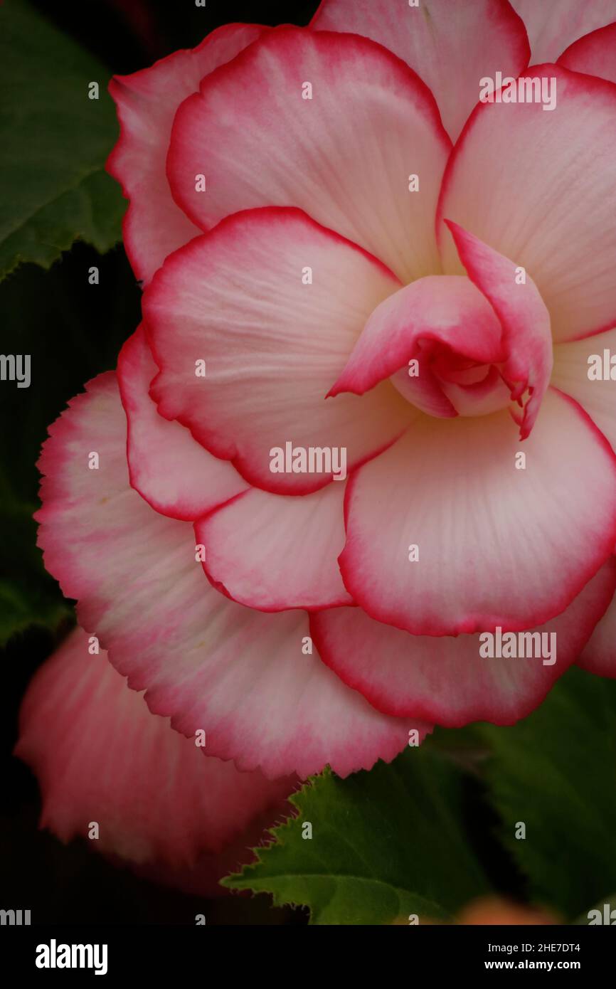 White and Soft Pink Picotee Begonia Tubers, Begonias with Dark Pink ...