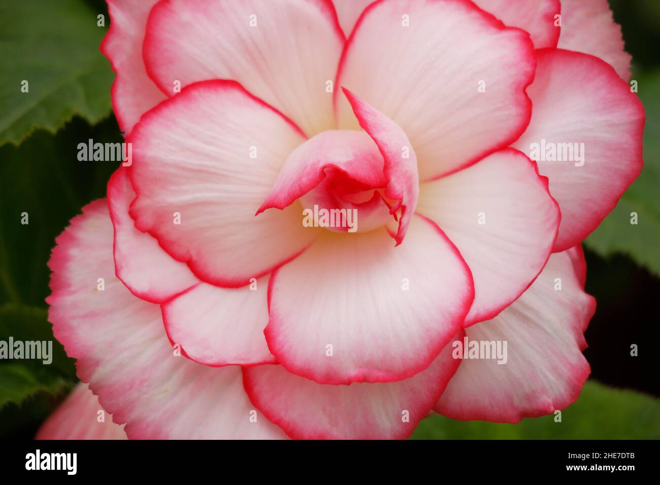 Photos Of Begonias High Resolution Stock Photography and Images - Alamy
