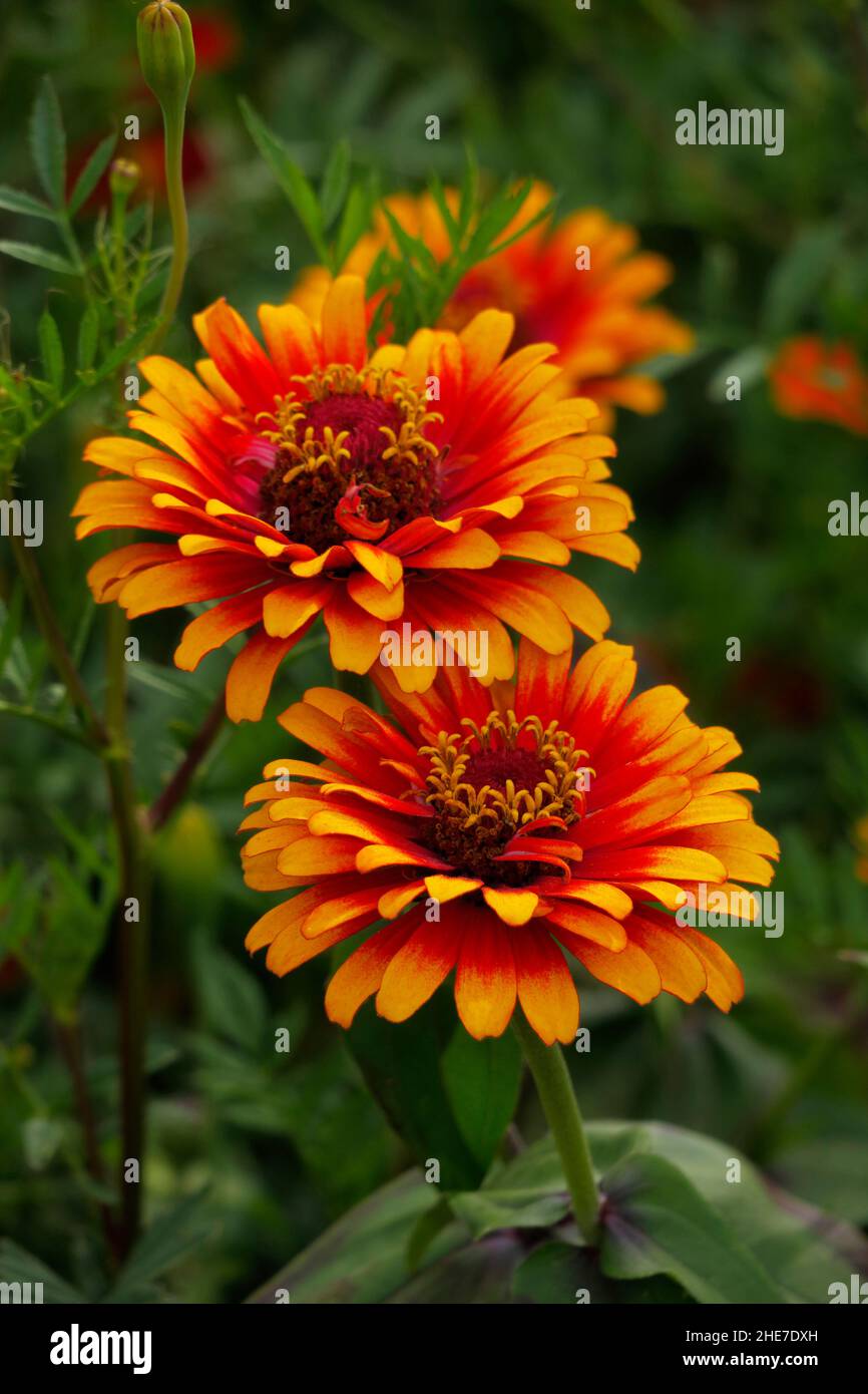 Common Zinnias Orange and Red Double Petals in a Zinnia Garden, Zinnia ...