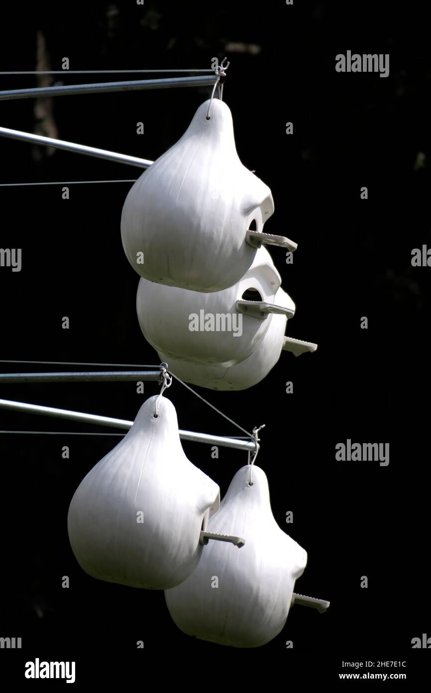 Purple Martin Gourd Rack System Bird Houses for Birds Stock Photo - Alamy