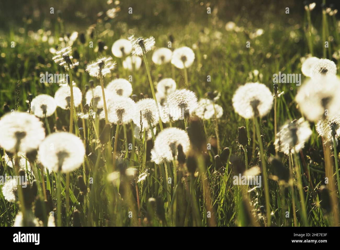 Wiese mit Pusteblumen | meadow with Dandelion clocks Stock Photo - Alamy