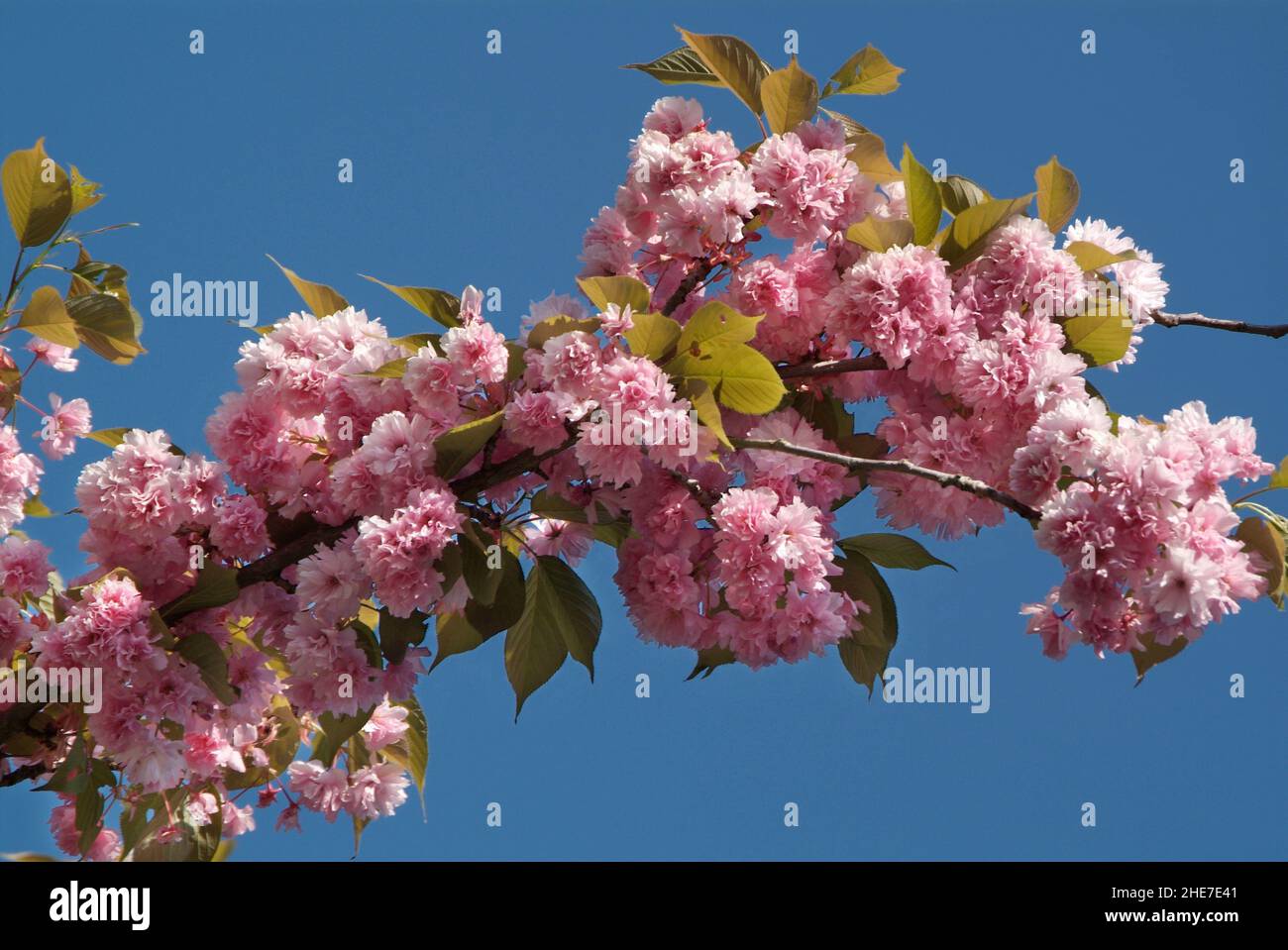 Japanische baume hi-res stock photography and images - Alamy