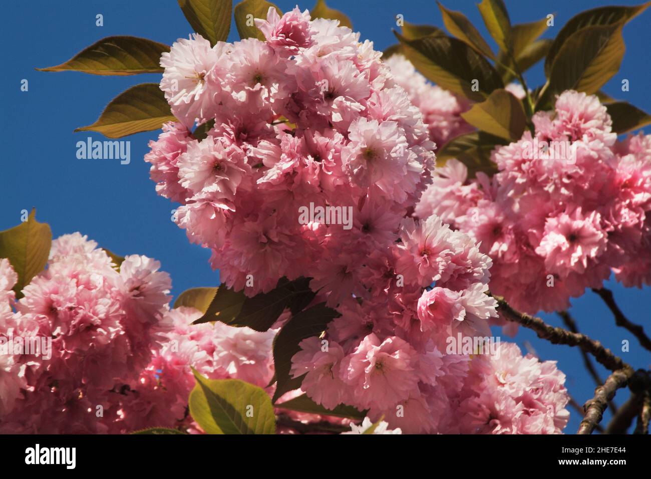 Japanische baume hi-res stock photography and images - Alamy