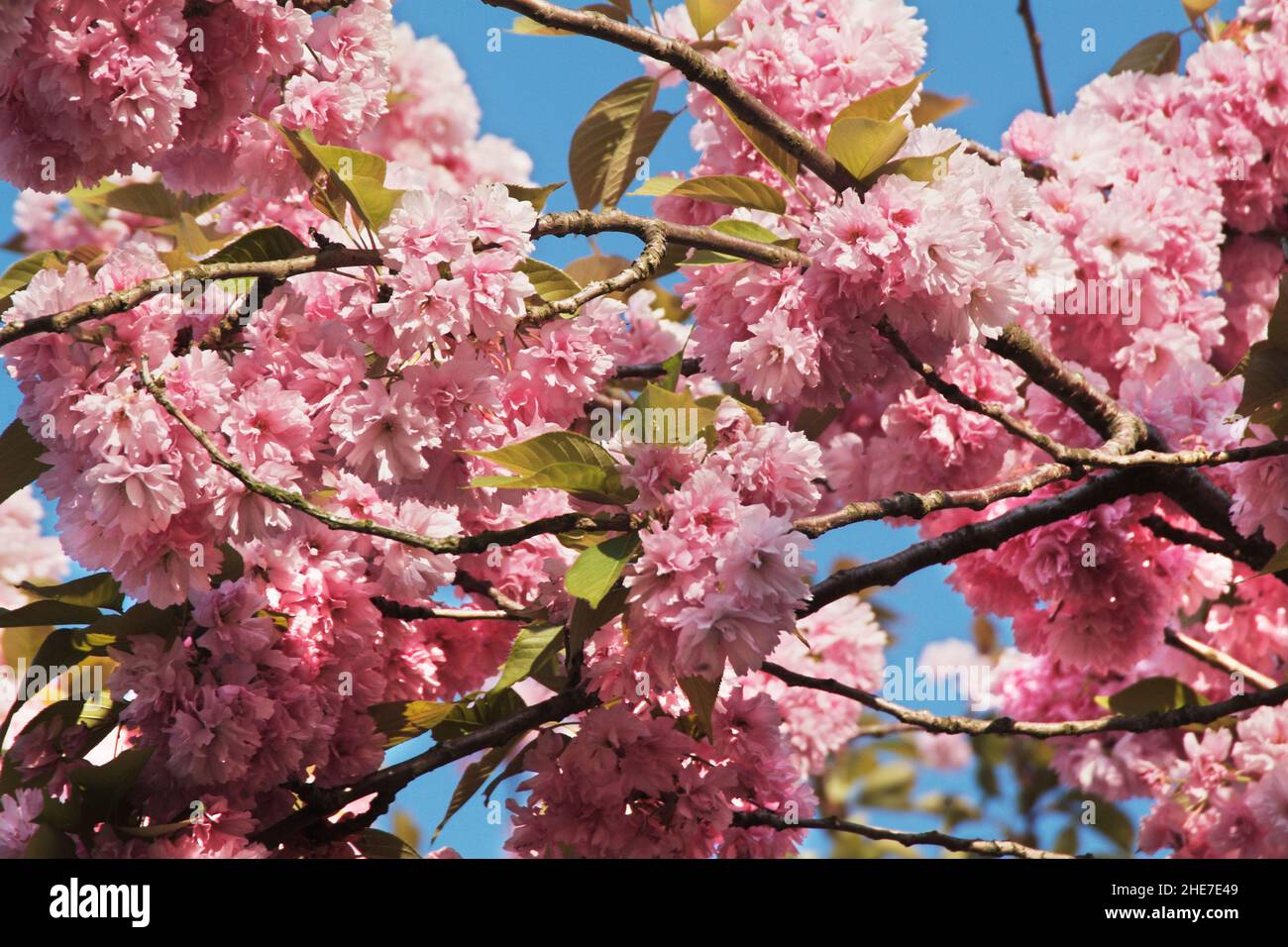 Japanische baume hi-res stock photography and images - Alamy
