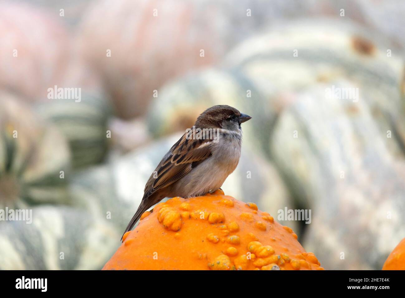 Sparrow Bird Perched on a Warty Orange Gourd in a Pumpkin Patch of ...