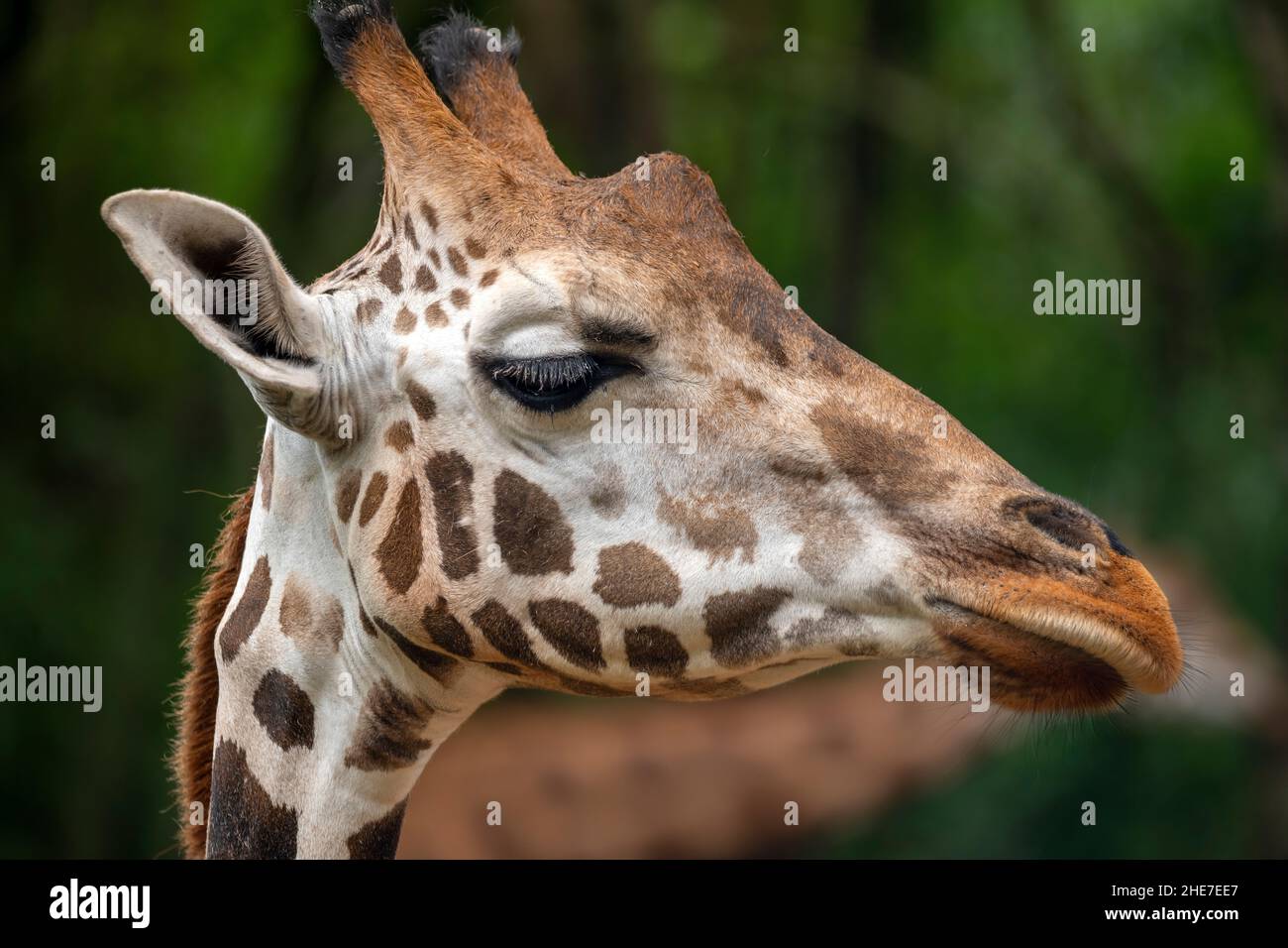 Giraffe close up, cute eyes Stock Photo - Alamy