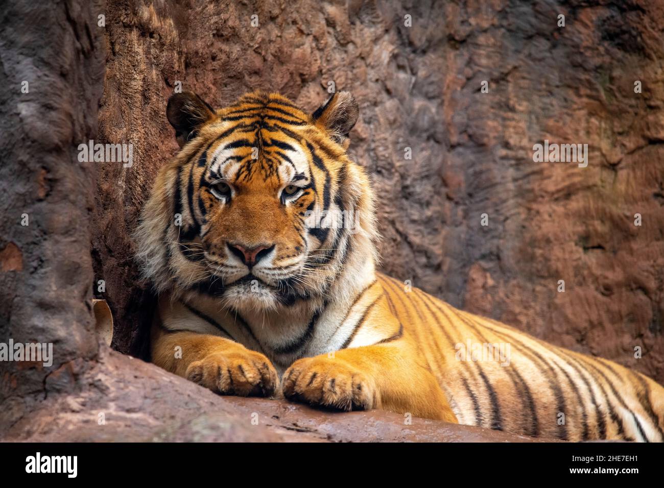 Tiger (Felis tigris), the biggest member of the cat family Stock Photo ...