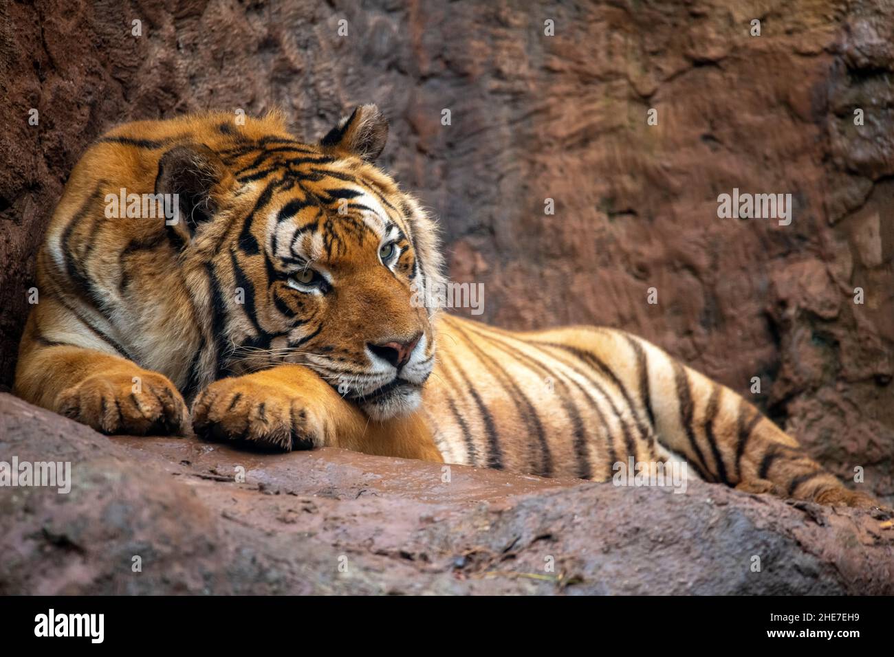 Tiger (Felis tigris), the biggest member of the cat family Stock Photo ...