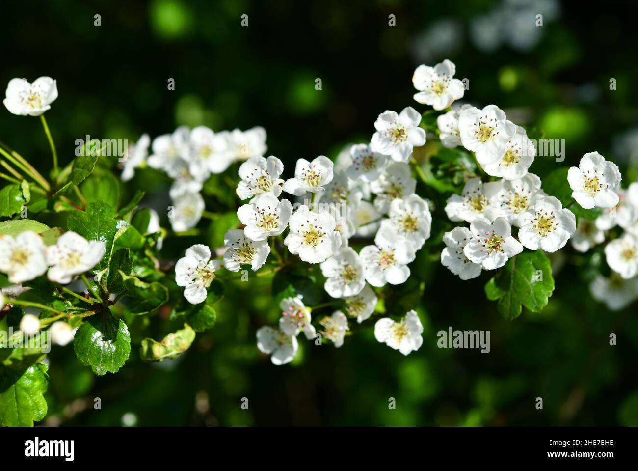 Fluted flowers hi-res stock photography and images - Alamy