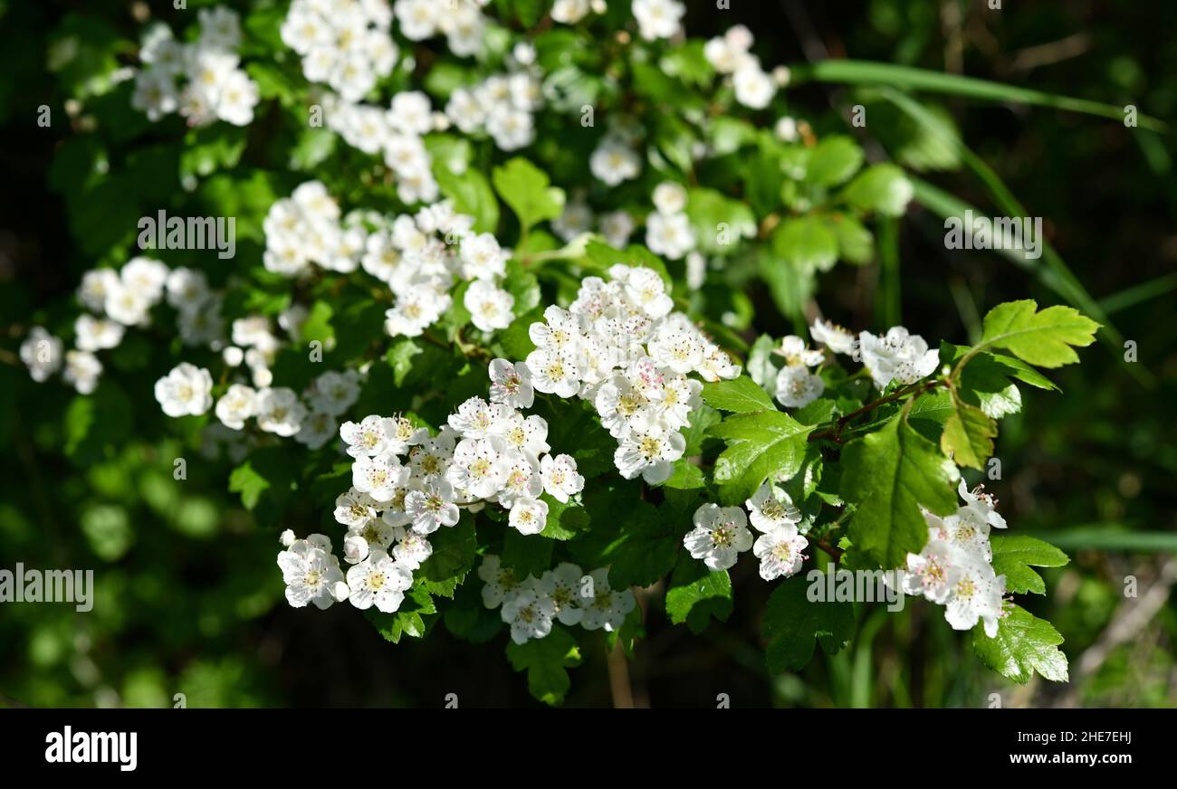 Fluted flowers hi-res stock photography and images - Alamy