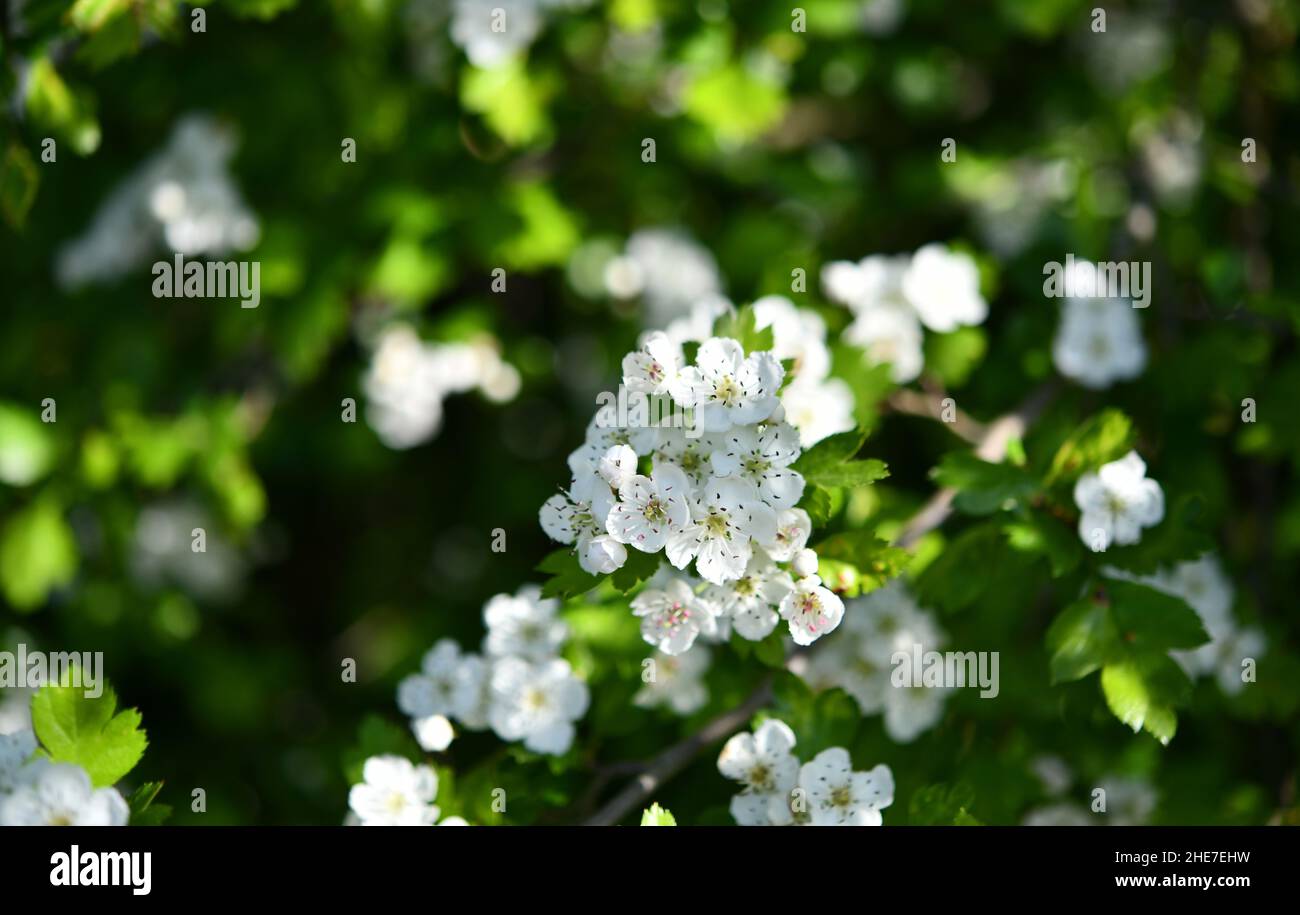 Fluted flowers hi-res stock photography and images - Alamy