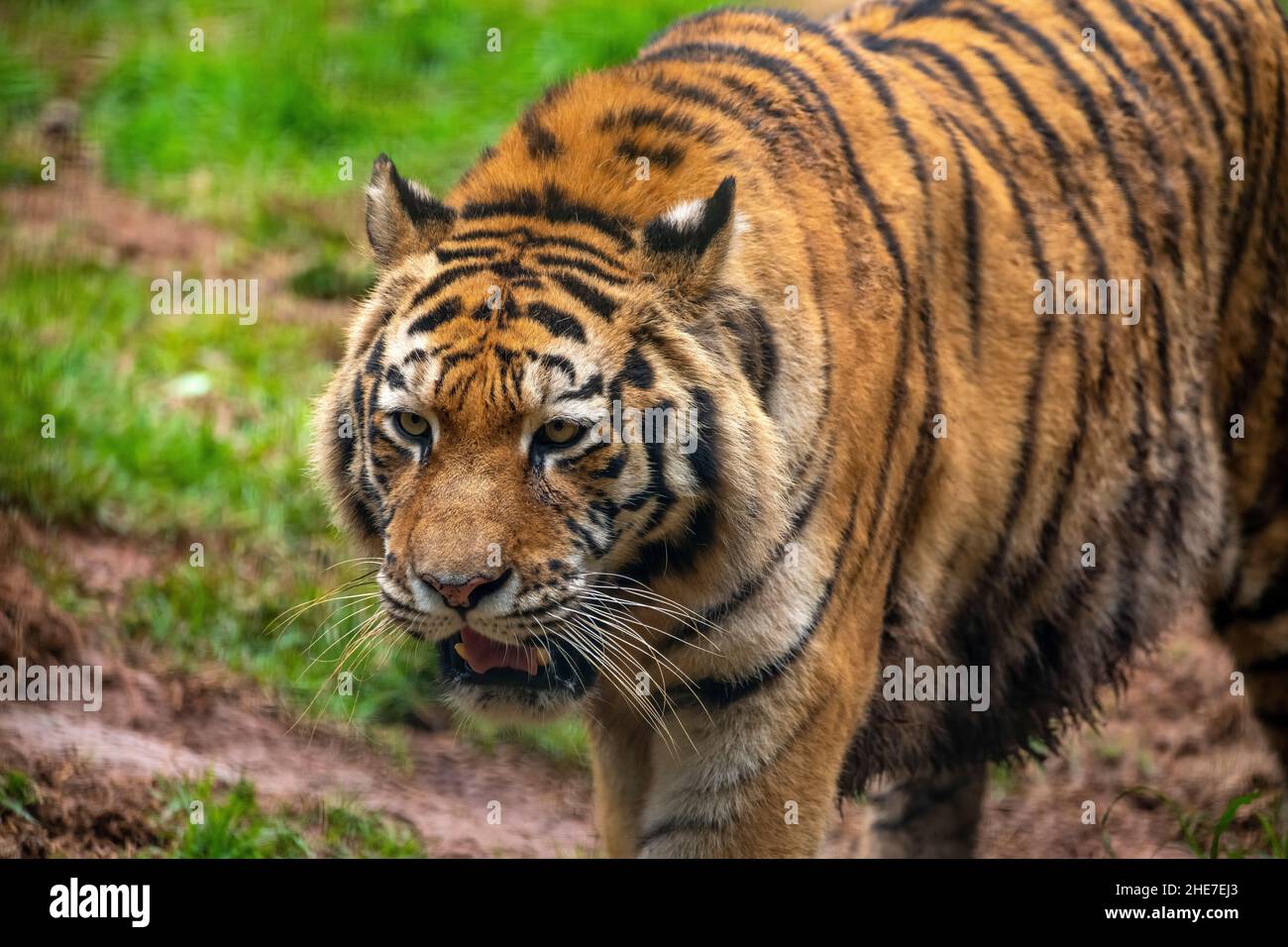 Tiger (Felis tigris), the biggest member of the cat family Stock Photo ...