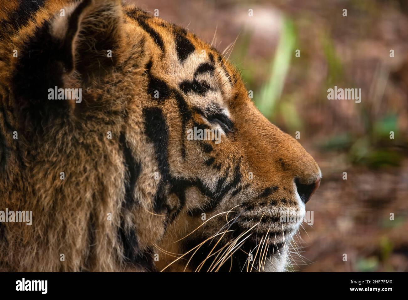 Tiger (Felis tigris), the biggest member of the cat family Stock Photo ...