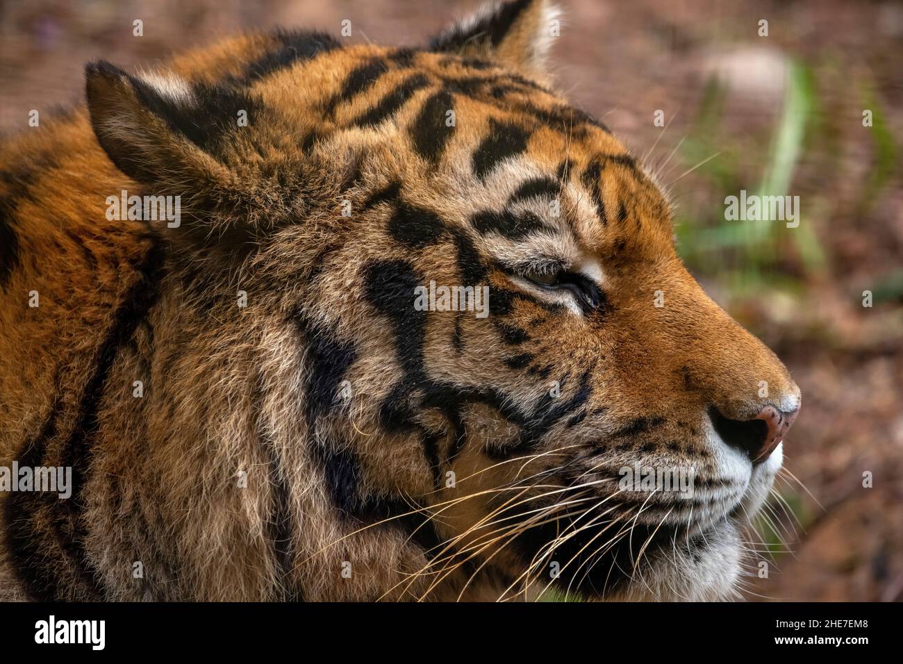 Tiger (Felis tigris), the biggest member of the cat family Stock Photo ...