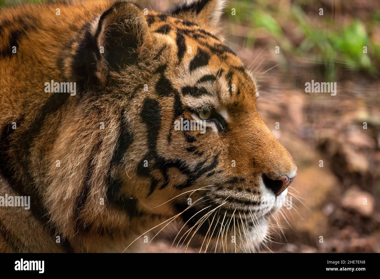 Tiger (Felis tigris), the biggest member of the cat family Stock Photo ...