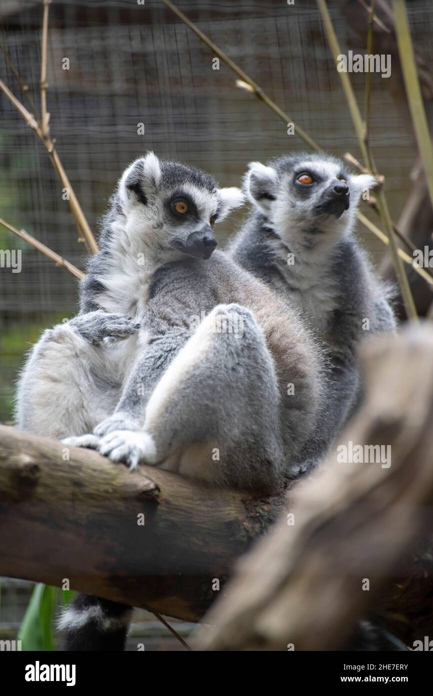 Lemur, a primate which is endemic to Madagascar, Zoopark Itatiba, São ...