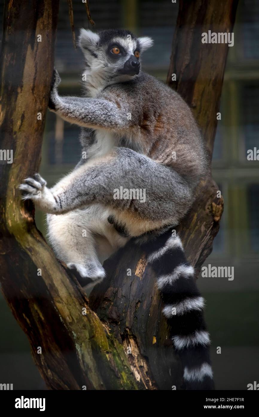 Lemur, a primate which is endemic to Madagascar, Zoopark Itatiba, São ...