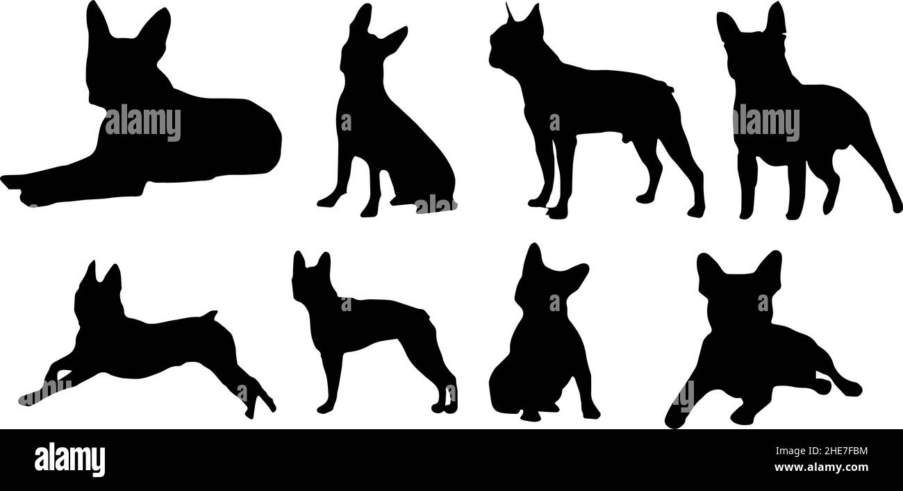 boston terrier dog silhouette bundle svg Stock Vector Image & Art - Alamy