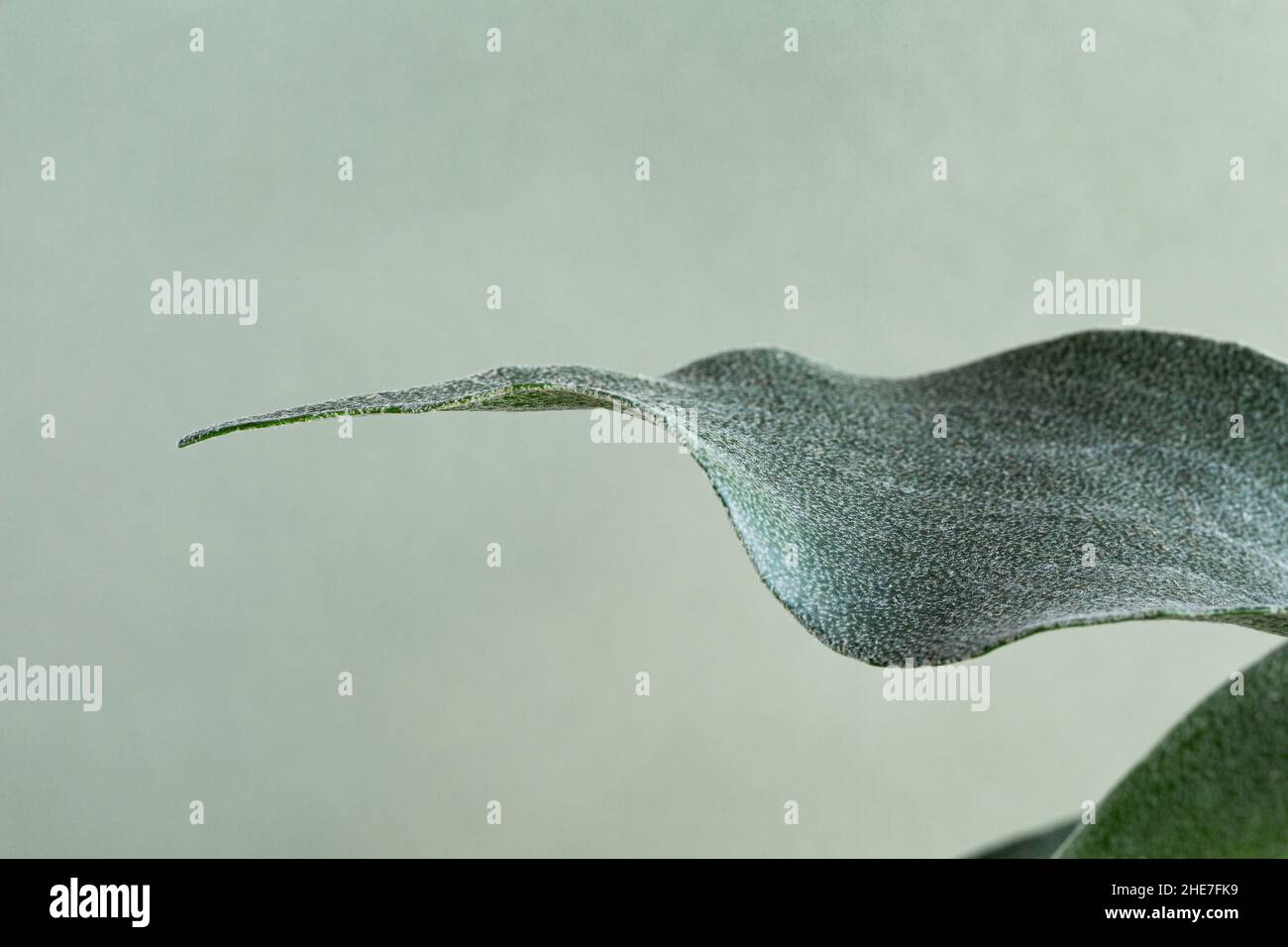 Fluffy leaf Platycerium on pastel green background Stock Photo - Alamy