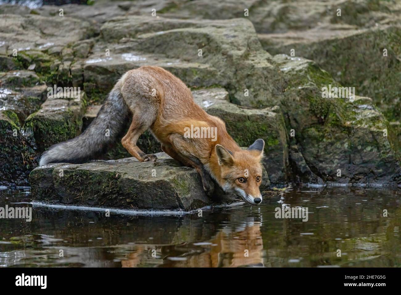 Red fox drinking from water hi-res stock photography and images - Alamy