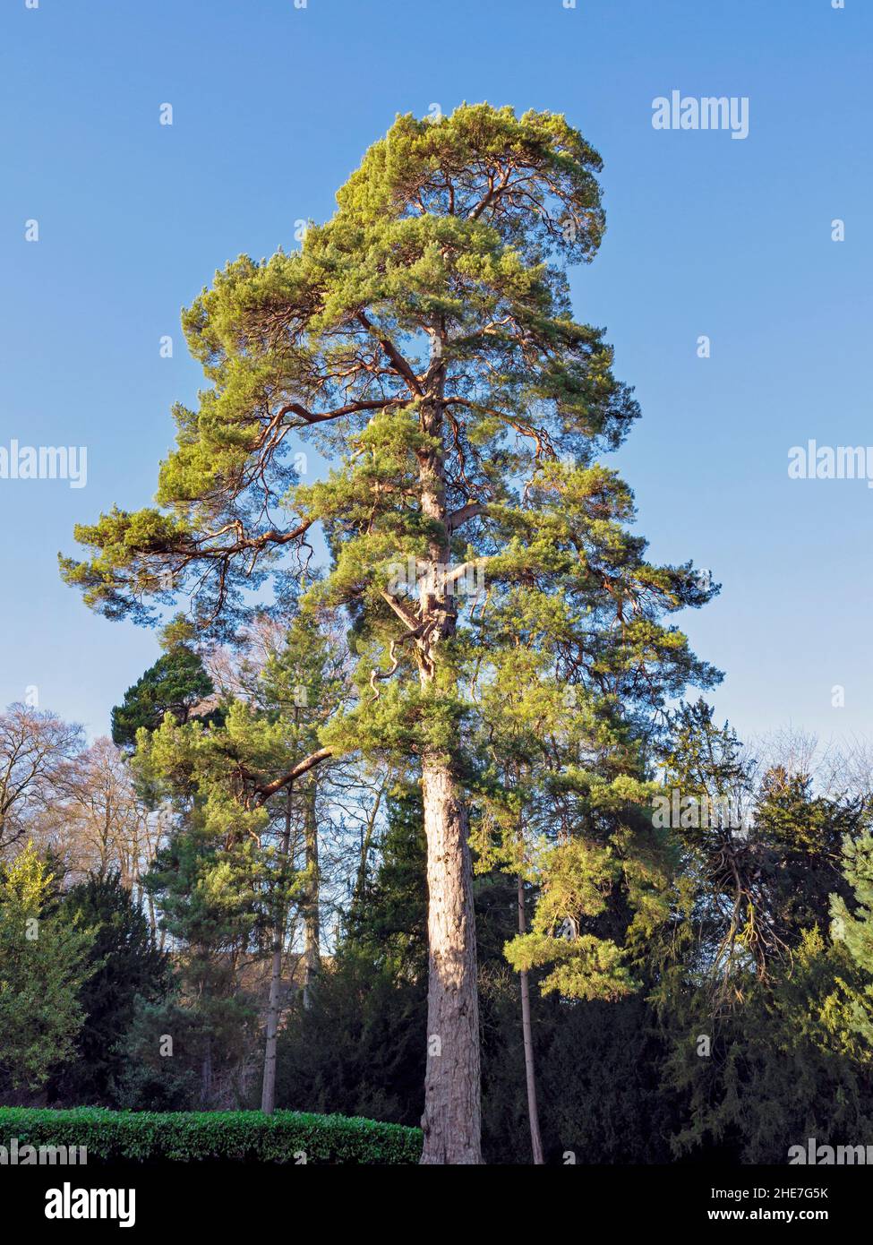 Beautiful pine tree in sunlight with a blue sky Stock Photo - Alamy