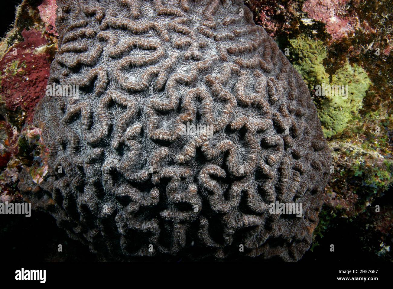 Coral reefs florida keys hi-res stock photography and images - Alamy