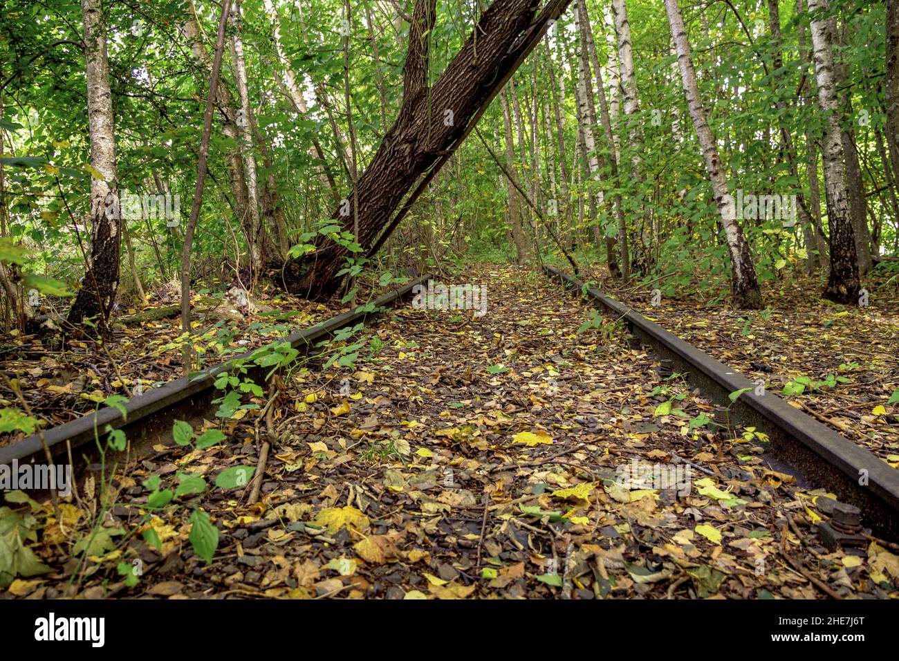 Overgrown rails of a disused railway line Stock Photo - Alamy