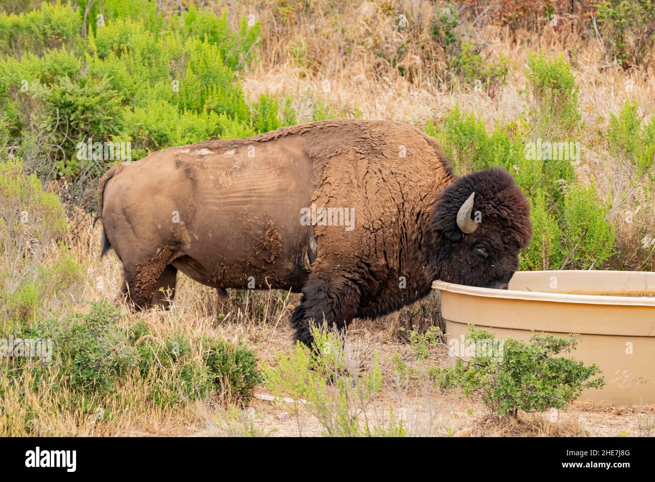 Close up shot of Bison at Catalina Island, California Stock Photo - Alamy
