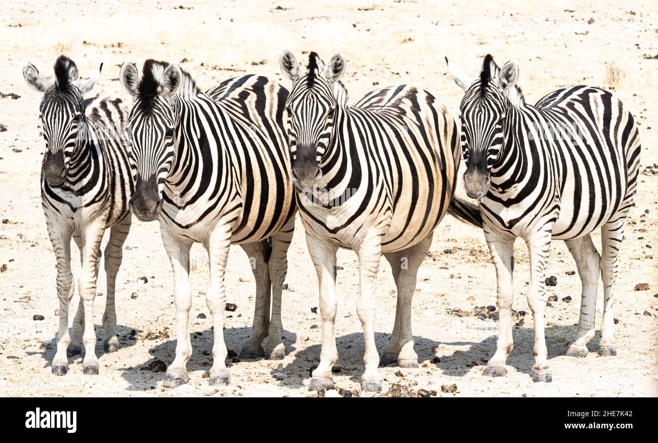 4 Zebras in Namibia, close up, whole body Stock Photo - Alamy
