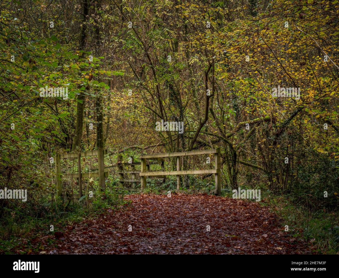 Rustic small bridge in the woods in North Devon, England. Autumn Stock ...
