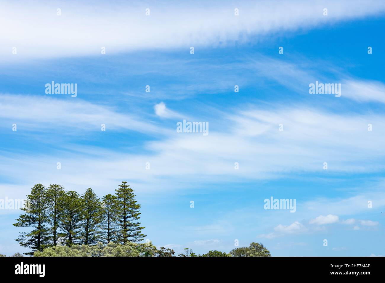 Wispy cloud formation above line of six Norfolk Pine trees on Motuihe ...