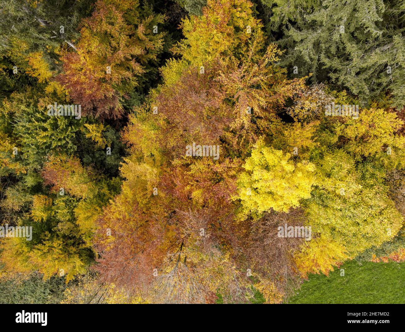 Shot bavarian forest high hi-res stock photography and images - Alamy