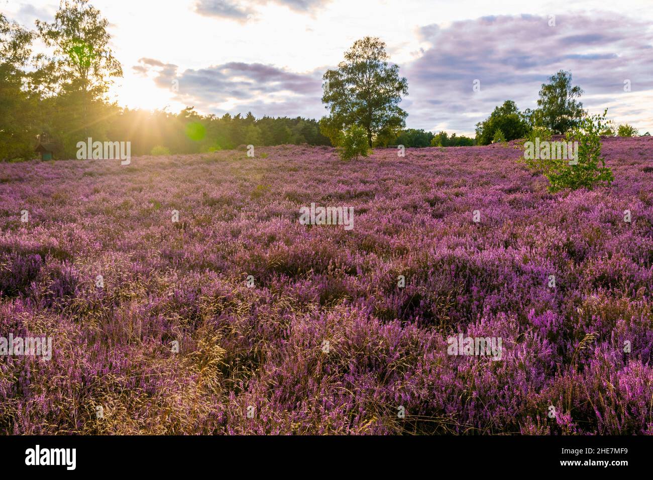 Lüneburger Heide am Wietzer Berg am Abend Stock Photo - Alamy