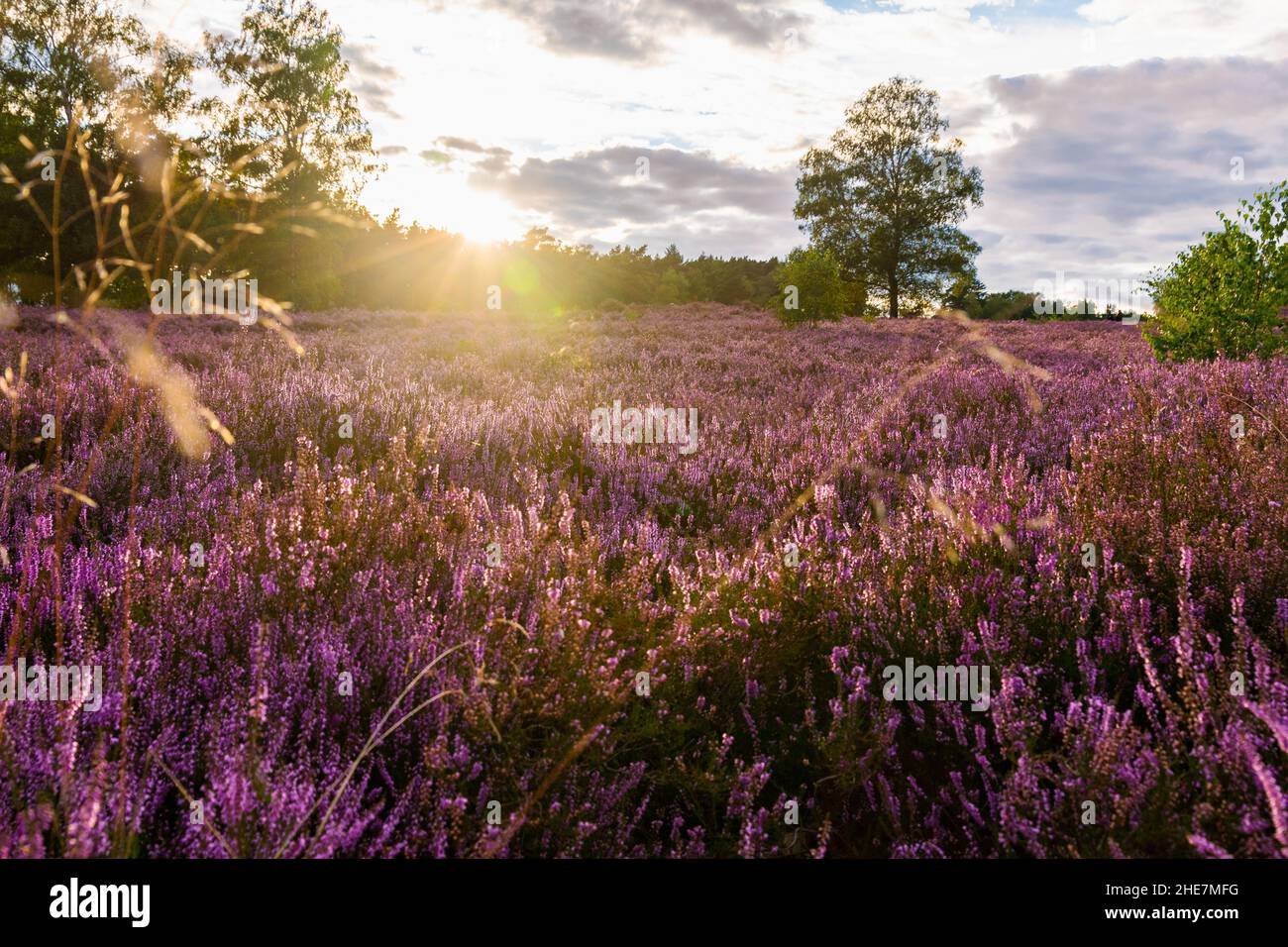 Lüneburger Heide am Wietzer Berg am Abend Stock Photo - Alamy