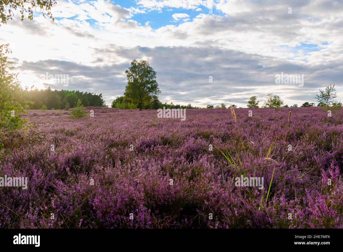 Lila berg hi-res stock photography and images - Alamy