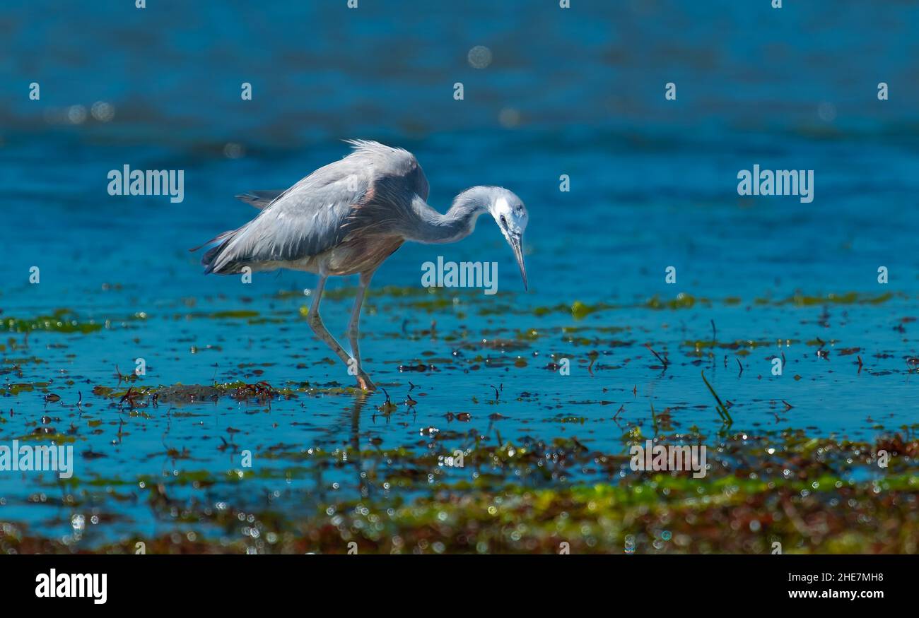 Searching for food at waters edge hi-res stock photography and images ...