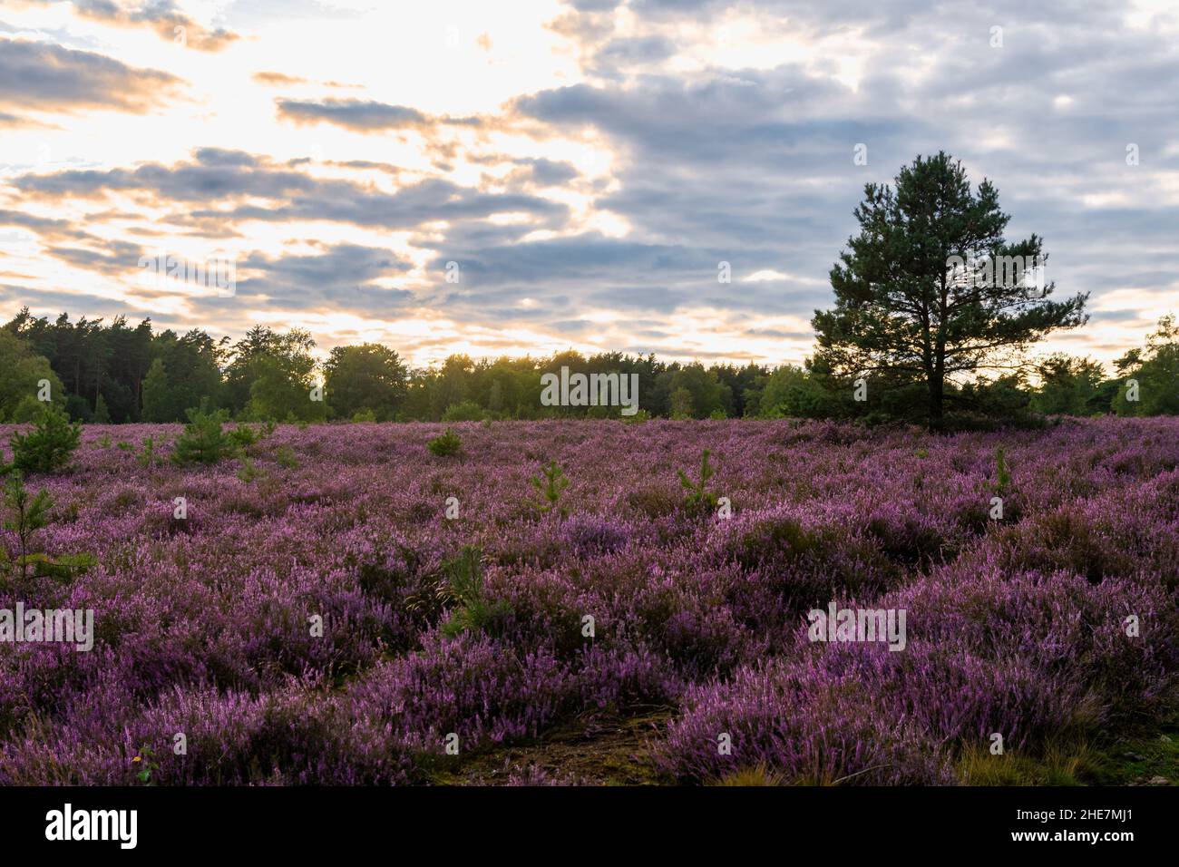 Lüneburger Heide am Wietzer Berg am Abend Stock Photo - Alamy