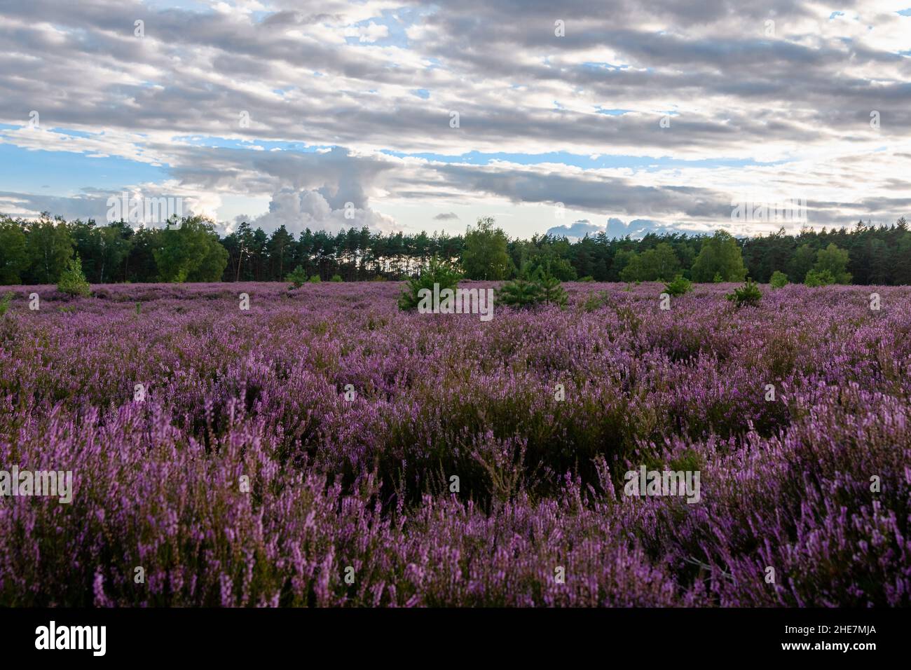 Lüneburger Heide am Wietzer Berg am Abend Stock Photo - Alamy