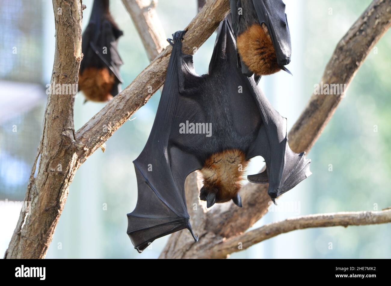 A flying fox is hanging in a tree Stock Photo - Alamy