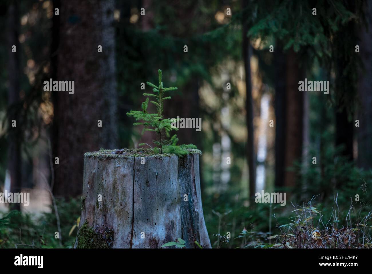 Small tree growing out of an old tree stump Stock Photo - Alamy