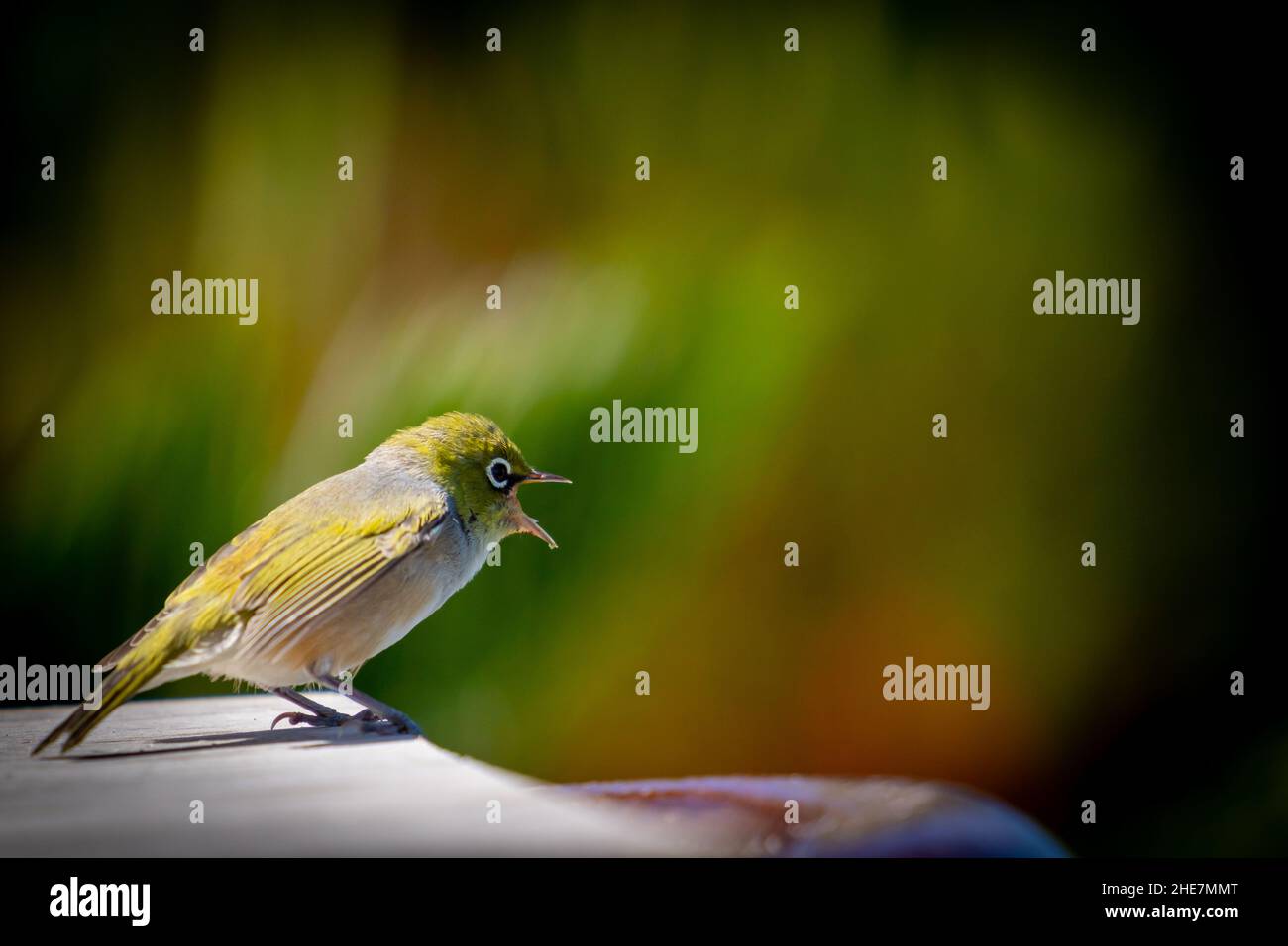 Yelling chick hi-res stock photography and images - Alamy
